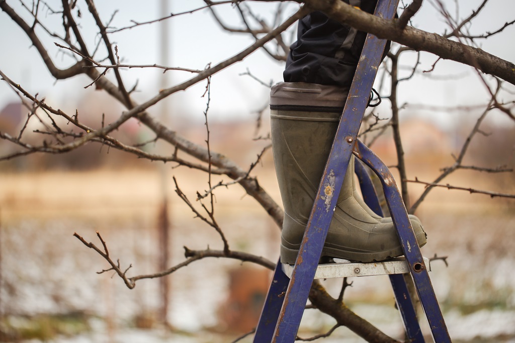 Benefits Of Dormant Pruning In Minnesota benefits-of-dormant-pruning-in-minnesota